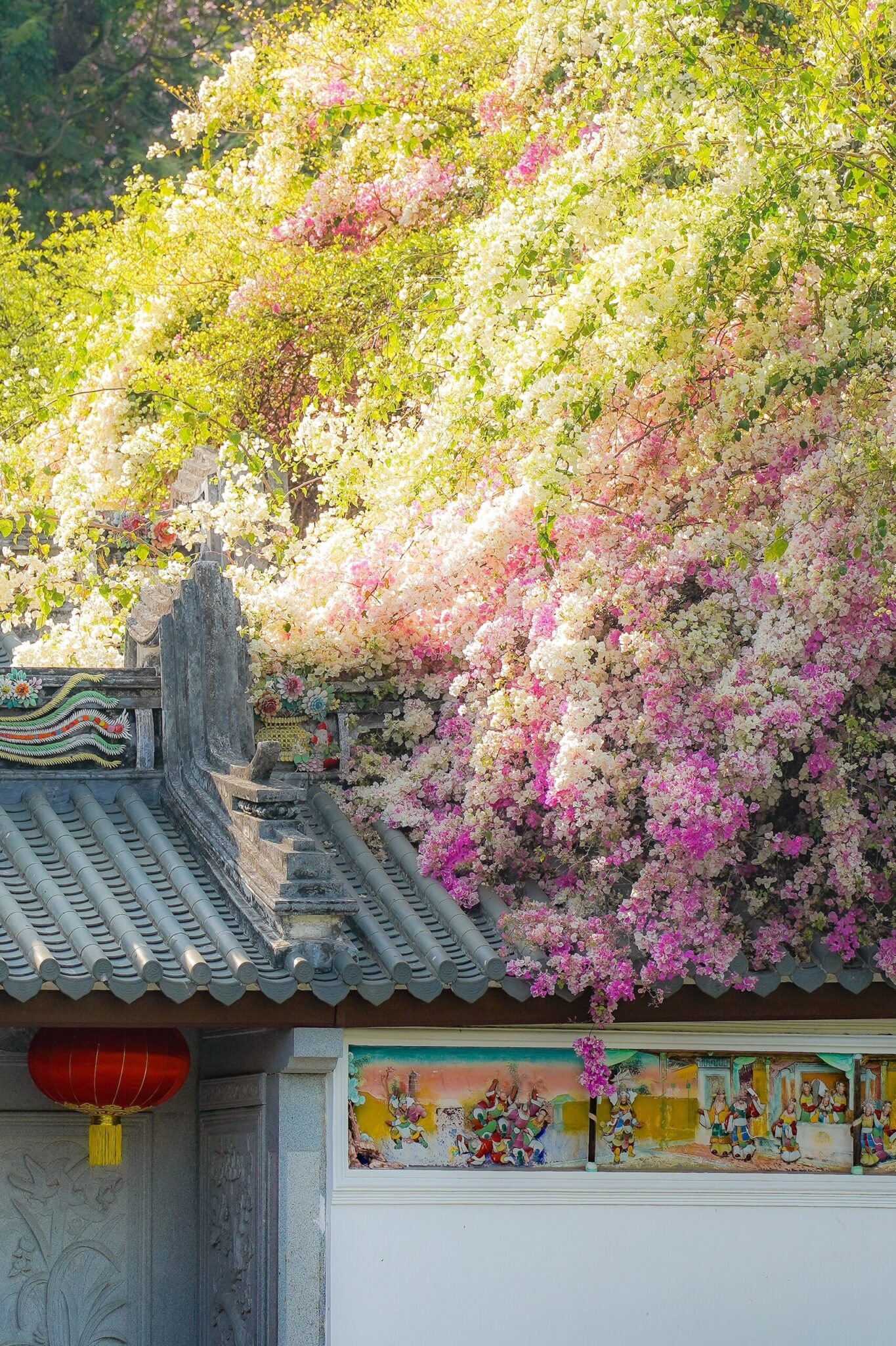 深圳園博園三角梅開花季｜春天賞花好去處！附花期+交通資訊｜片地櫻花/玫瑰/鬱金香/繡球花/黃金油菜花 - Flyday.hk 全港最多機票優惠｜酒店套票｜旅遊平價資訊